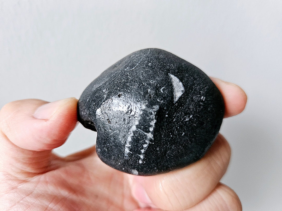 A Very Rare Black Fossil Stone From Ireland Rare Celtic Fossil Stone ...