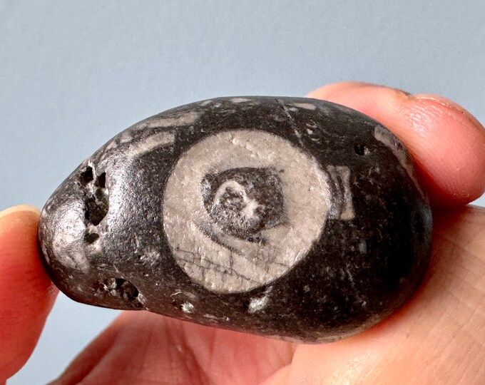 Rare Irish Healing Stone With Fossils Rare Celtic Wishing Stone Rare ...