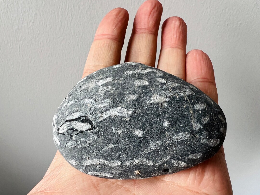 A Huge Heavy Hag Stone With Fossilized Communal Coral From Ireland ...