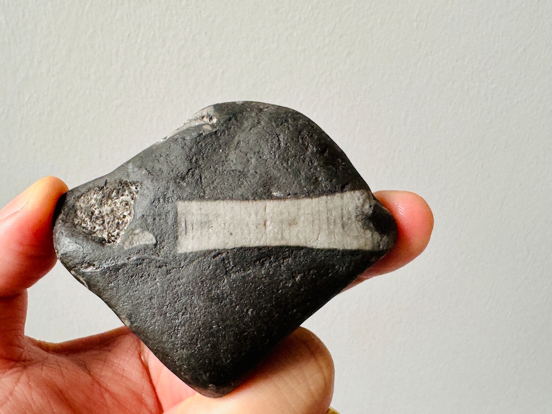 Very Rare Black Irish Fossilized Stone With Full Fossils - Rare Celtic ...