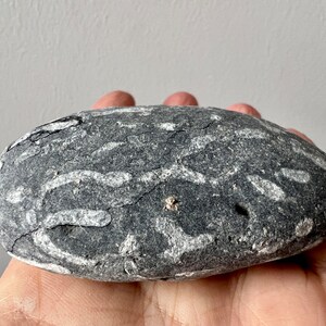 A Huge Heavy Hag Stone With Fossilized Communal Coral From Ireland ...