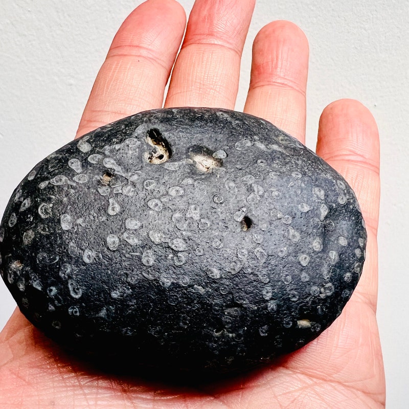 Fossils Rocks - Etsy