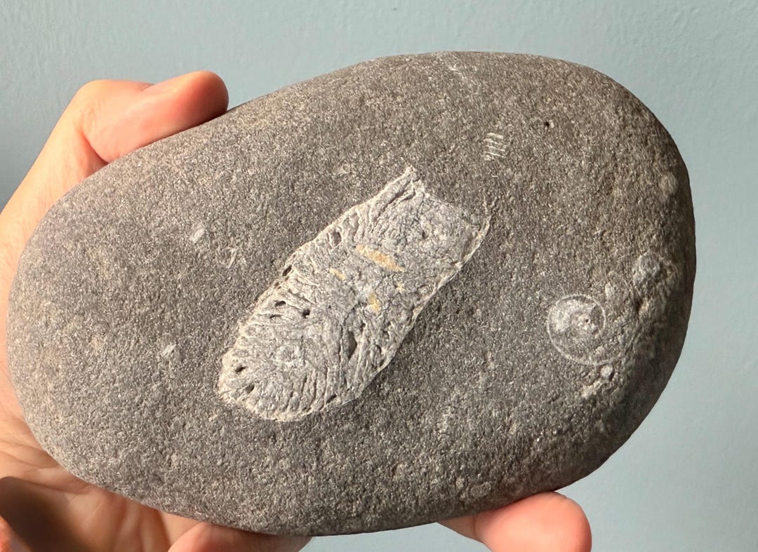 A Huge Healing Stones With Fossils From Ireland - Rare Celtic Wishing ...