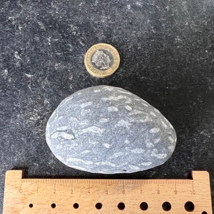 A Huge Heavy Hag Stone With Fossilized Communal Coral From Ireland ...