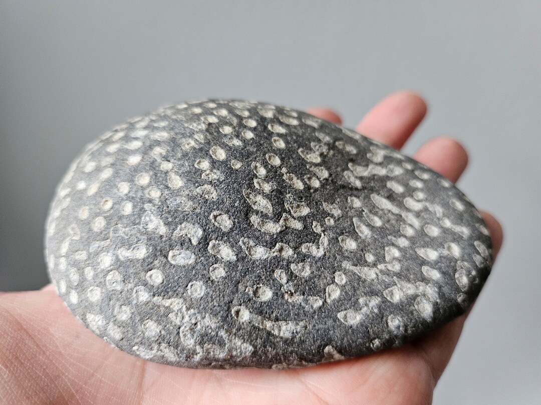 Very Rare Prefect Formed Fossil Healing Stone From Ireland Rare Wishing ...