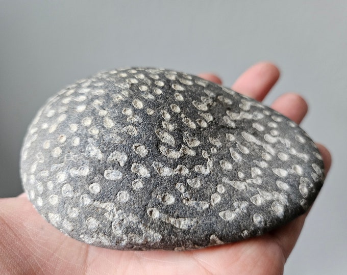 Very Rare Prefect Formed Fossil Healing Stone From Ireland - Rare ...