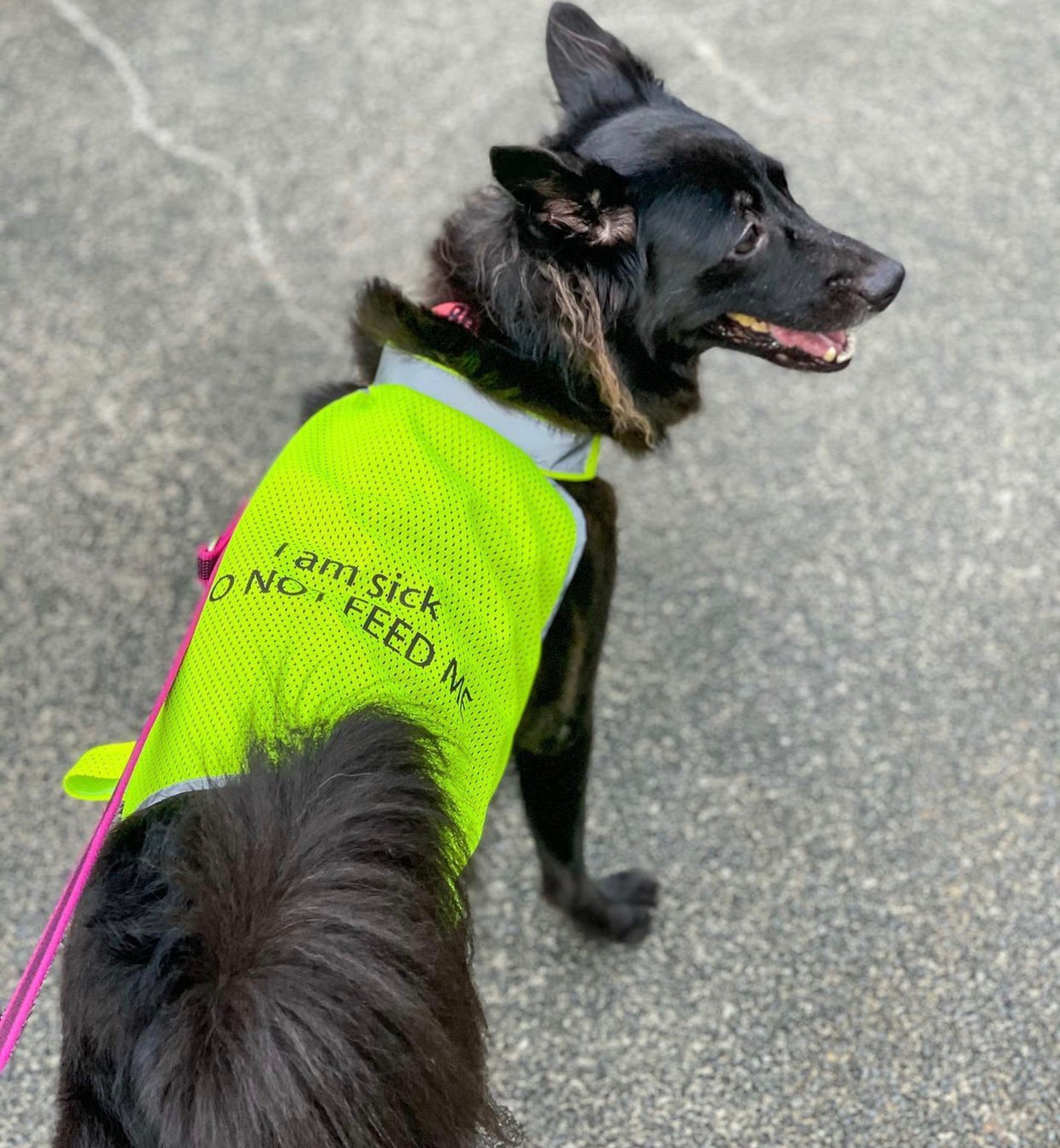 Reflective Safety Vest Lightweight Neon Vest for Small Medium - Etsy