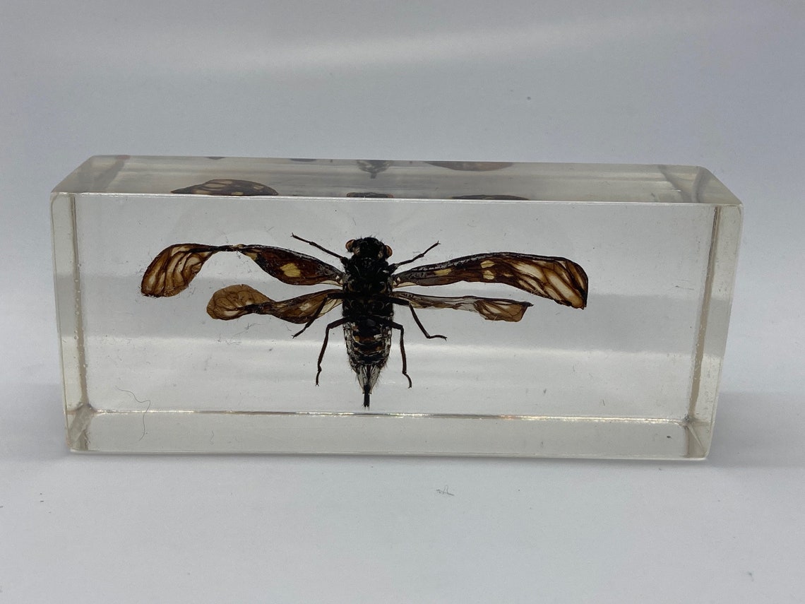 Taxidermy Insect Cicada Resin Block Entomology Animal | Etsy