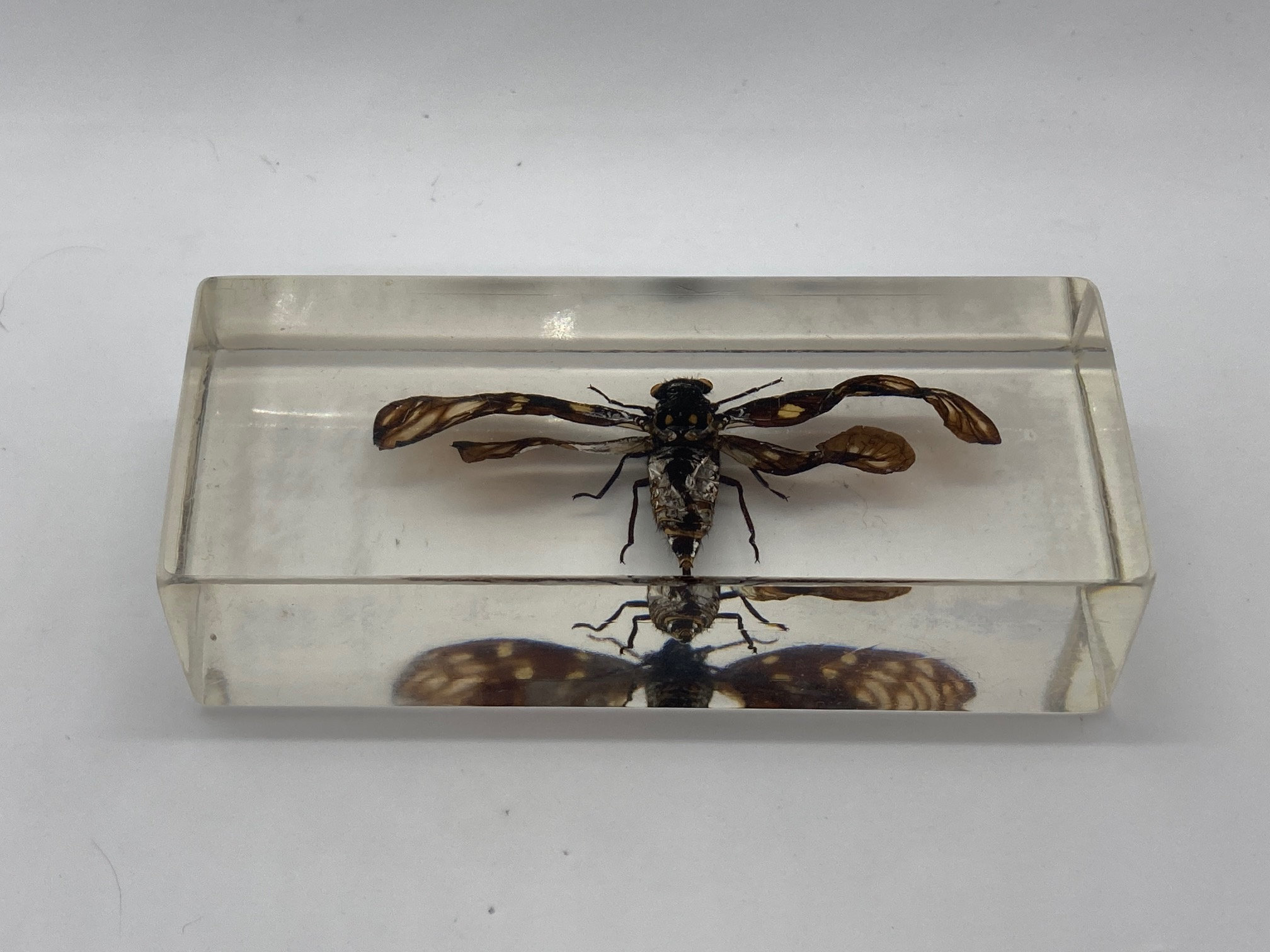 Taxidermy Insect Cicada Resin Block Entomology Animal | Etsy