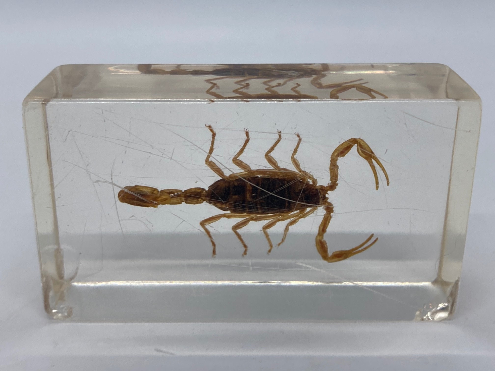 Taxidermy Insect Manchurian Scorpion Resin Block | Etsy