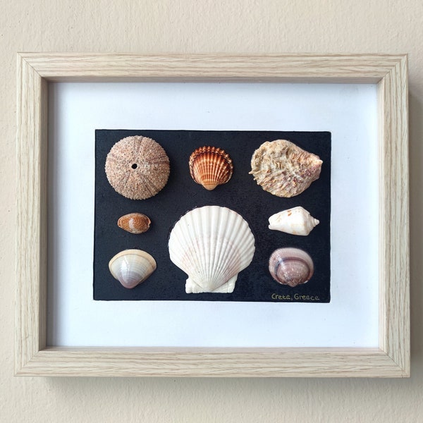 Rare Sea Shells - Etsy