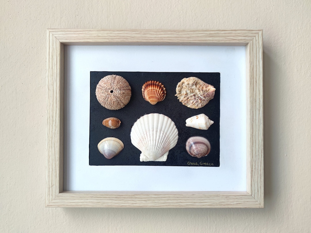 Greek Seashells Collection/ Rare Seashells and Sea Urchin From - Etsy