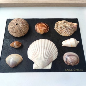 Greek Seashells Collection/ Rare Seashells and Sea Urchin From - Etsy
