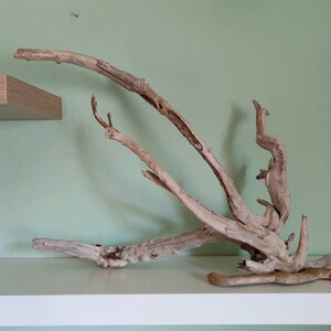 GORGEOUS Large Driftwood With Many Branches for Tabletop Decor/ Rare ...