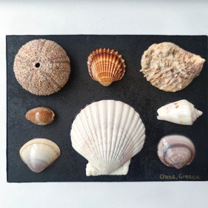 Greek Seashells Collection/ Rare Seashells and Sea Urchin From - Etsy