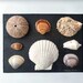Greek Seashells Collection/ Rare Seashells and Sea Urchin From - Etsy