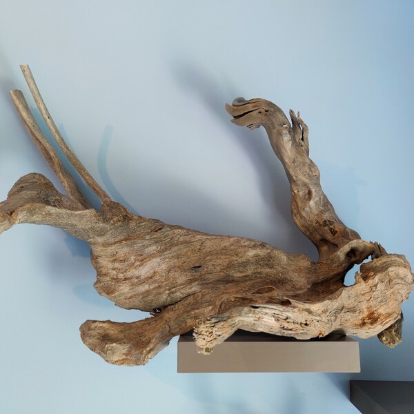 Large Driftwood - Etsy