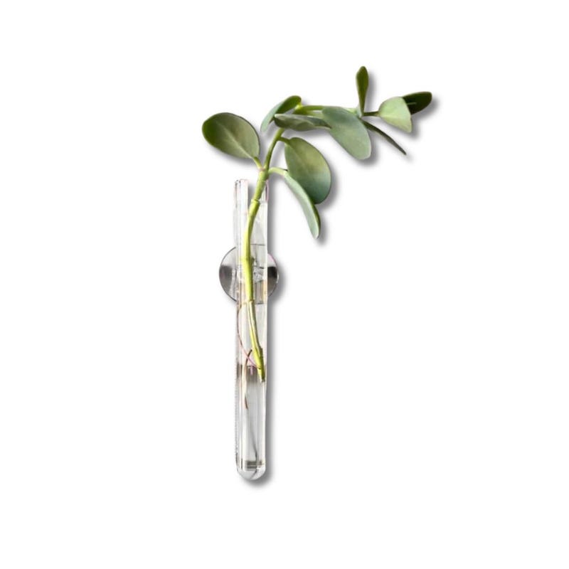 Propagation Suction Cups - Etsy