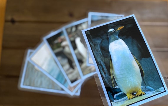 Montessori Language Cards Penguins Laminated - Etsy