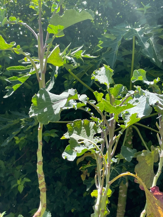 Organic Purple Perennial Tree Collard Seeds 10 Seeds - Etsy