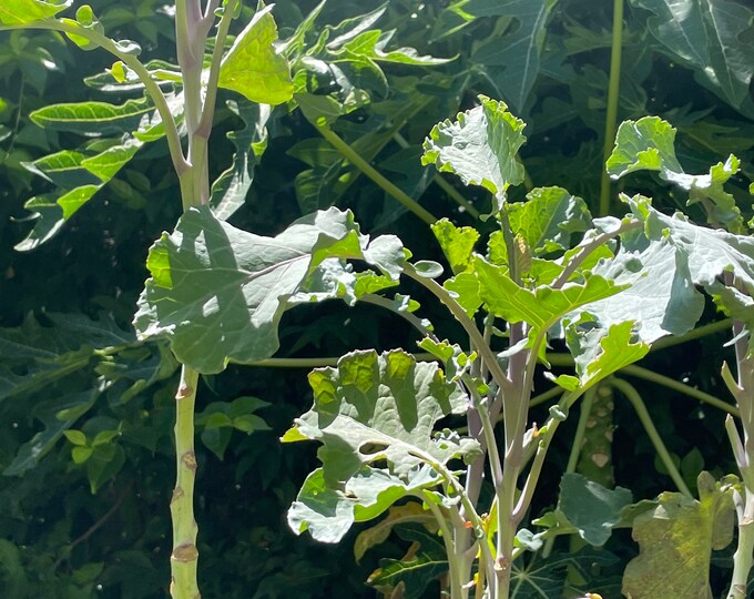 Organic Purple Perennial Tree Collard Seeds (10 Seeds) - Etsy