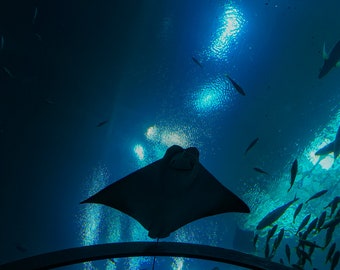 Manta Ray Line Art | Etsy