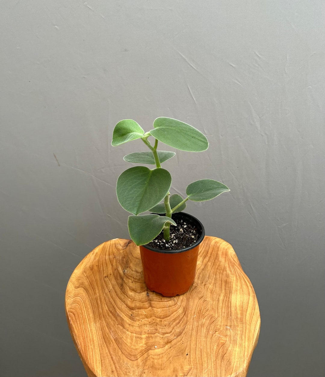 Peperomia Incana fuzzy Leaf - Etsy