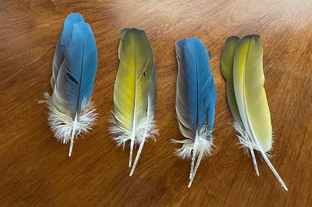 Bird Feathers Rare Exotic Milligold Macaw Feathers Red - Etsy