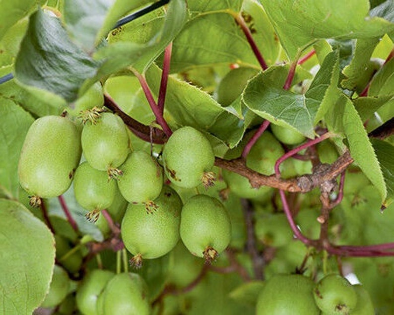 Fruit Plant Issai Self Fertile Hardy Kiwi Edible Fruit Vine | Etsy