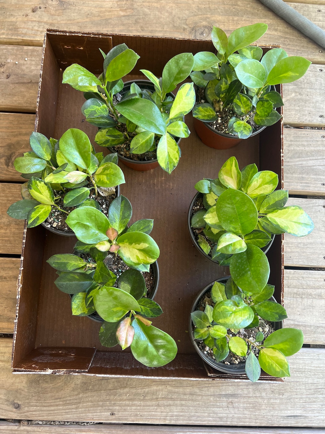 Hoya Australis Lisa (6 Inch) Full Plant Growers Choice - Etsy
