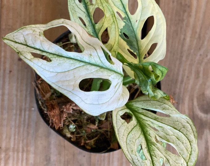 Variegated Monstera Adansonii Archipelago Mint Tri Color Highly ...