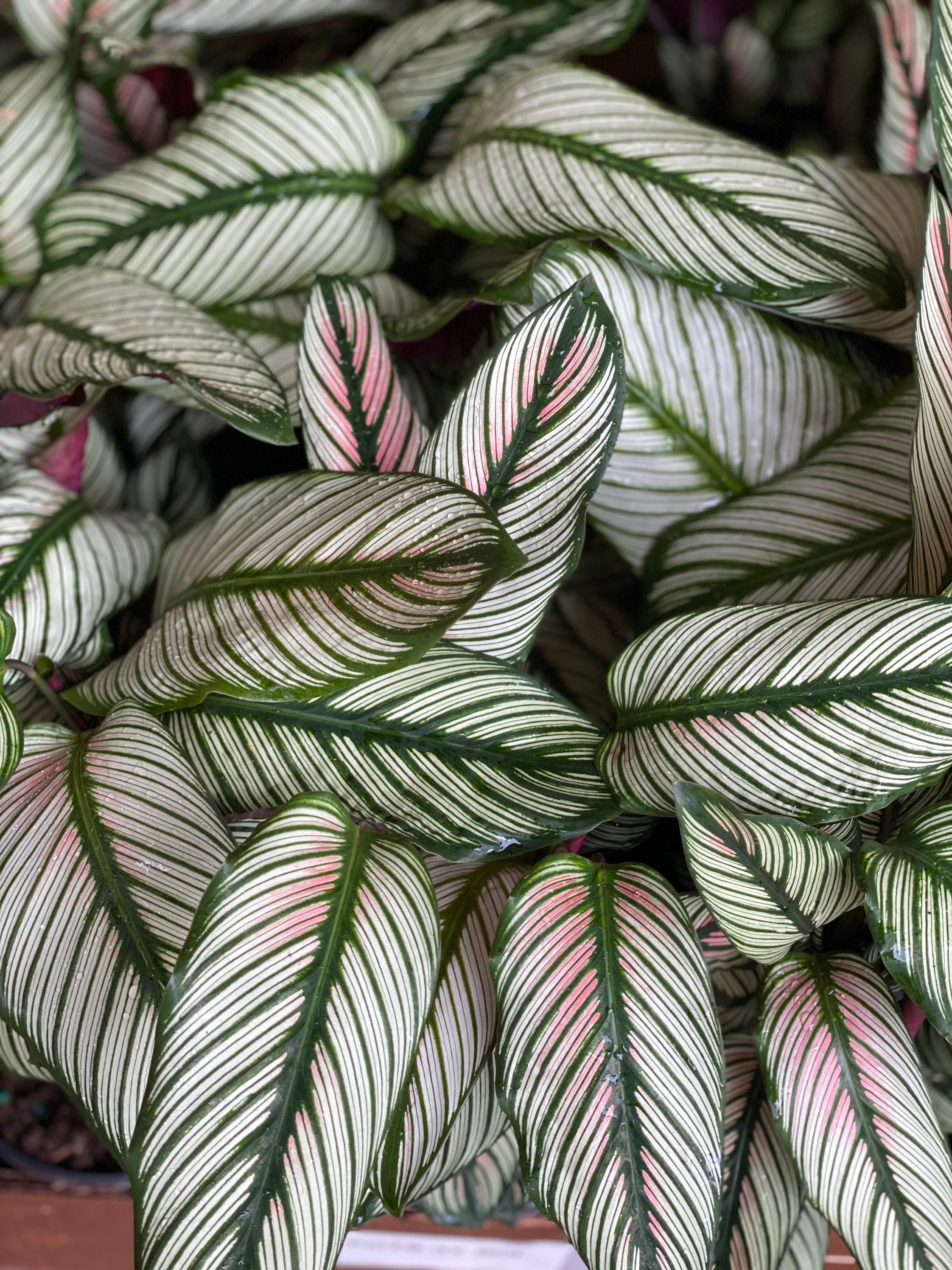 Large Calathea Majestica White Star 6 Inch Full Plant - Etsy