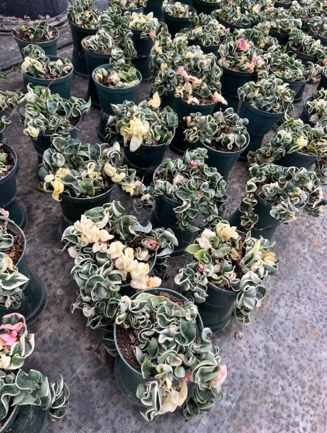 Variegated Hoya Carnosa Hindu Rope 6 Inch Full Plant Growers Choice - Etsy