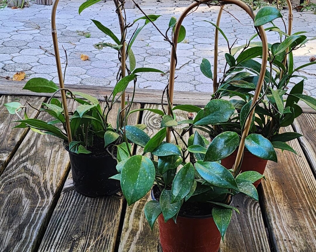 Hoya Publicalyx 6 Inch Hoop Trellis Full Plant Growers Choice - Etsy