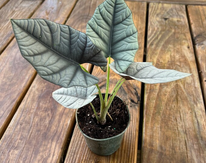 Large Alocasia Nebula Elaine (4 Inch) Full Plant - Etsy