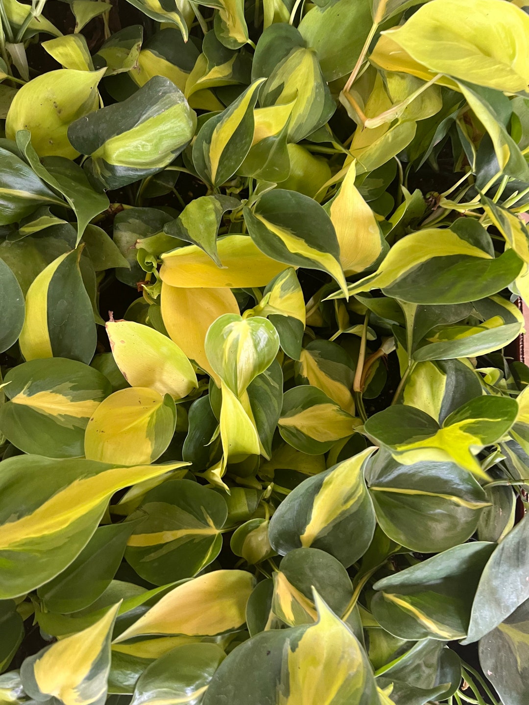 Philodendron Brazil / Brasil (6 Inch) Full Plant Growers Choice - Etsy