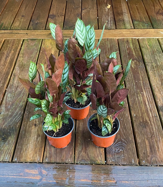 Large Calathea Oppenheimiana Setosa 6 Inch Full Plant - Etsy