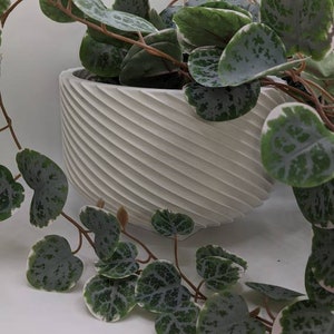 Large Set of Wavy Indoor Wall Planters, Boho Indoor Decor, Hanging ...