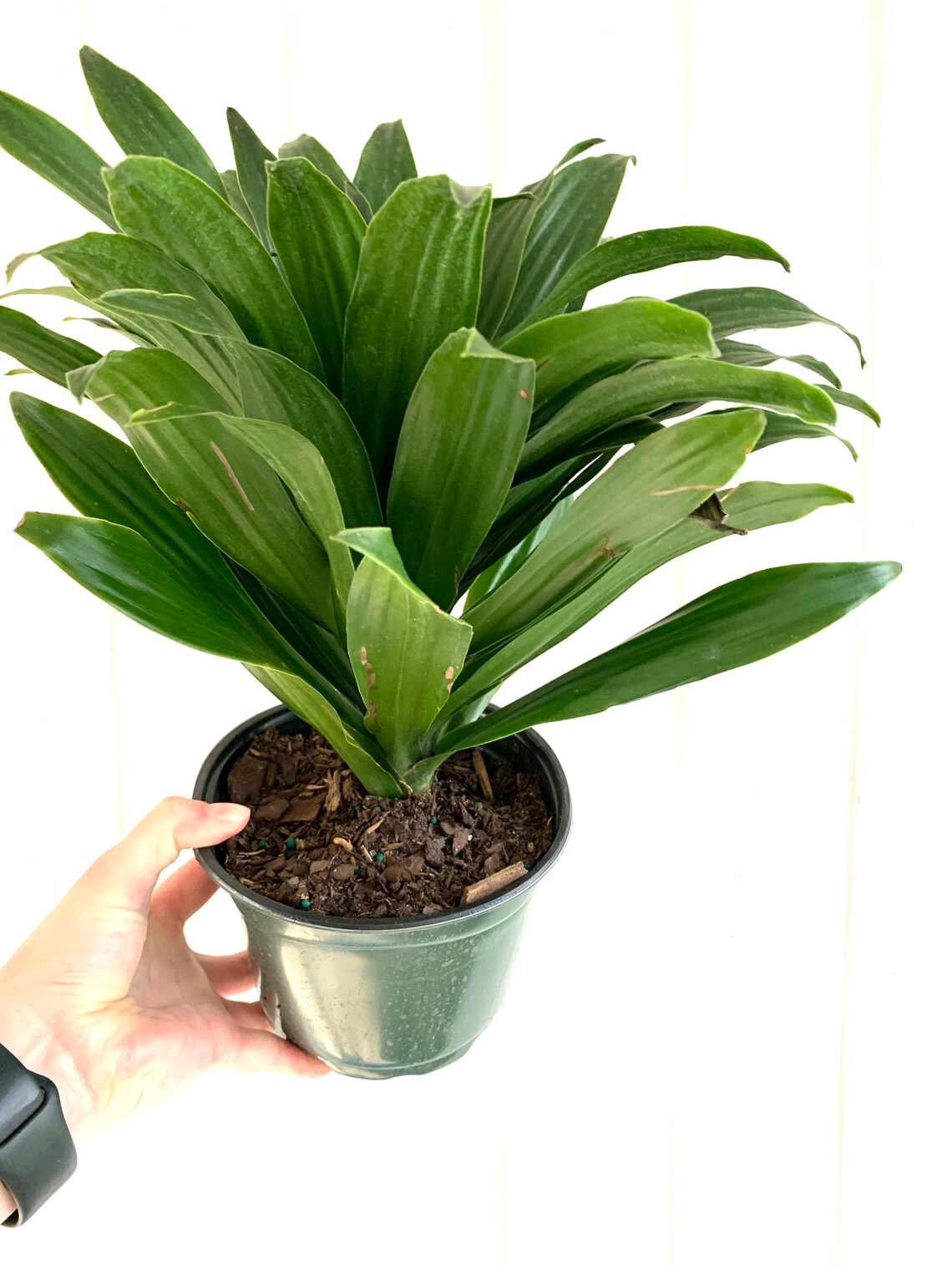 Stunning Dracaena ‘janet Craig Compacta’ 6” Pot Rooted Plant Low Light ...