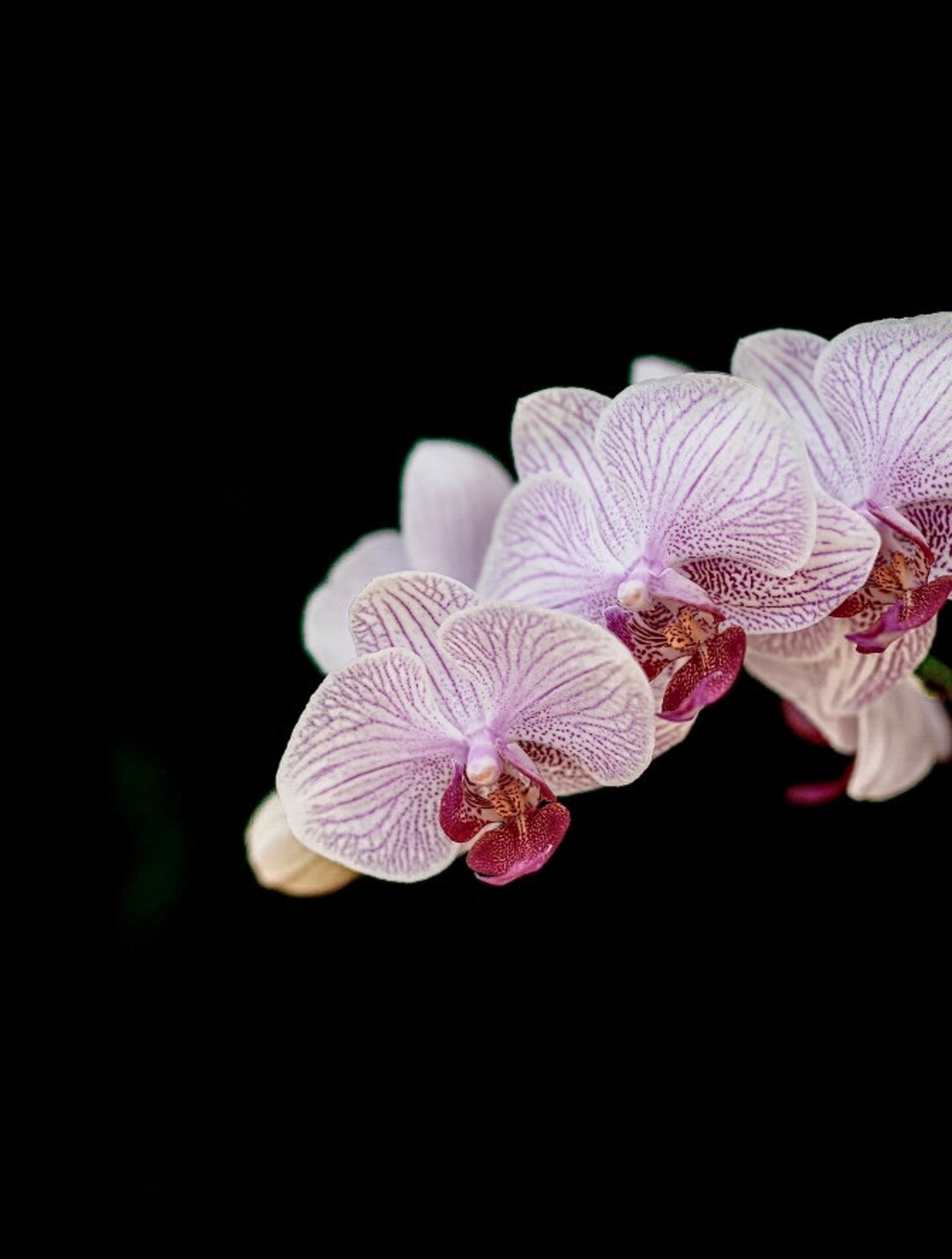Full Color - Phalaenopsis Orchid Plant Flower Photography High ...