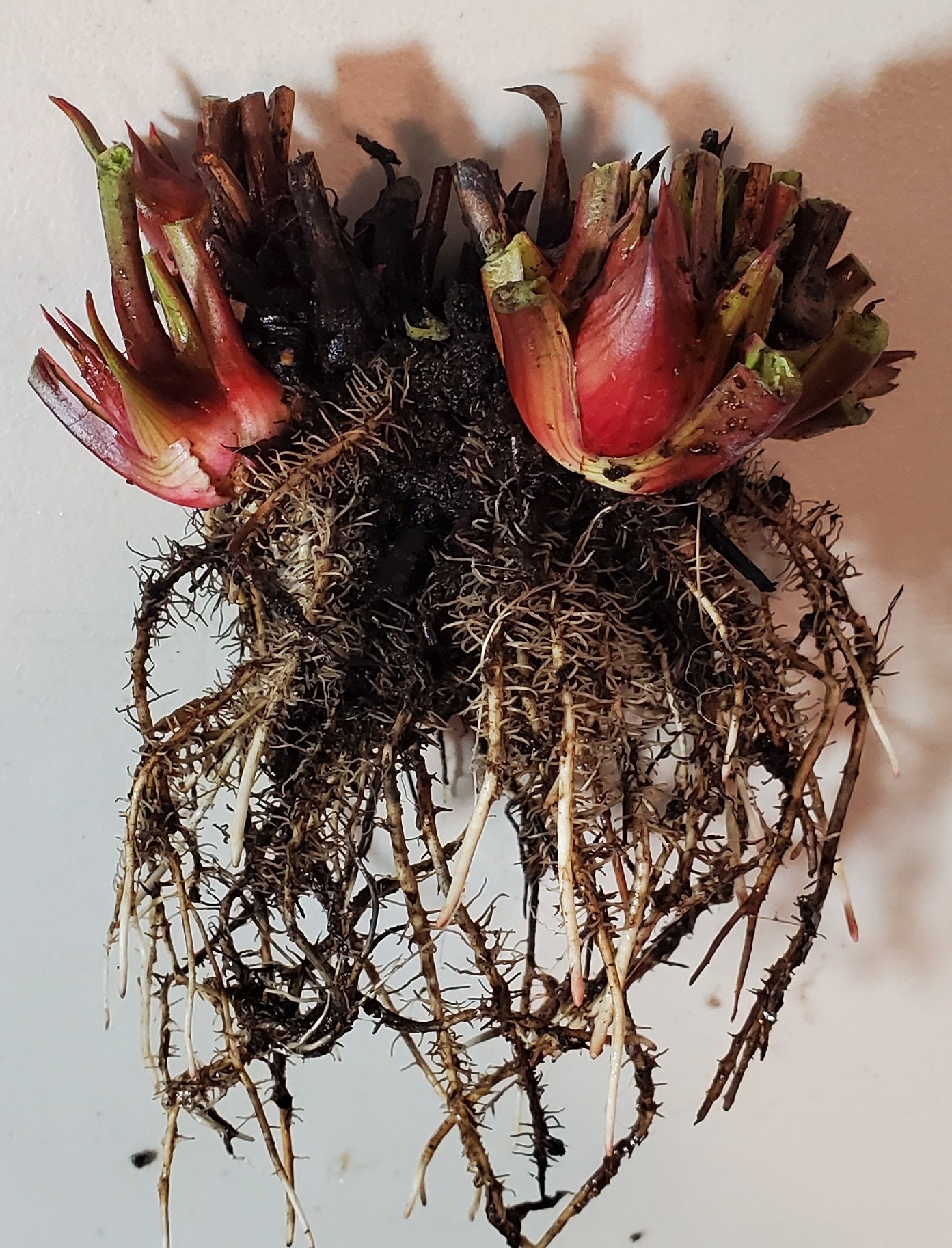 Large Carnivorous Pitcher Plant Tuber Sarracenia Dormant Bare Root ...