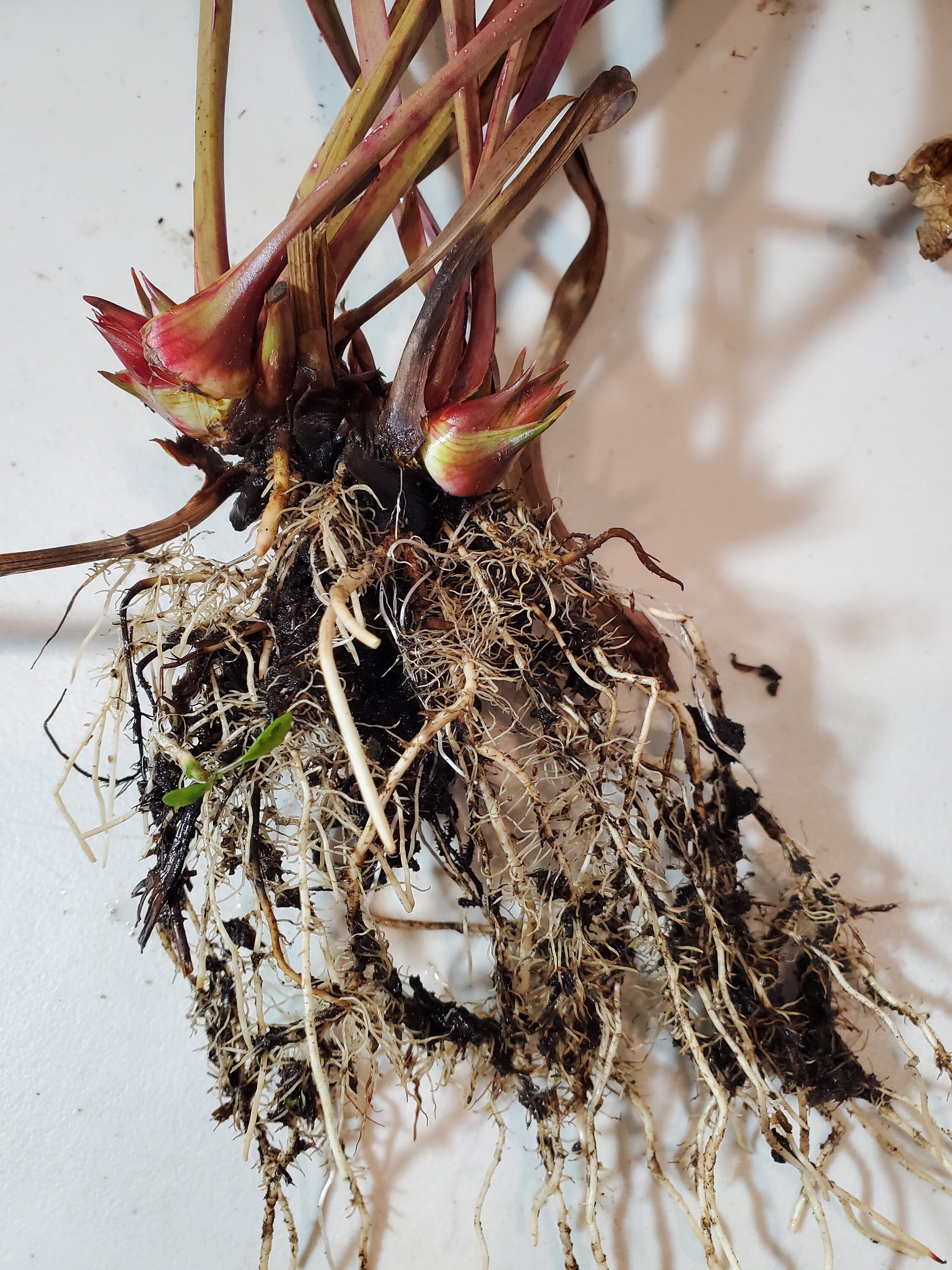 Large Carnivorous Pitcher Plant Tuber Sarracenia Dormant Bare Root ...