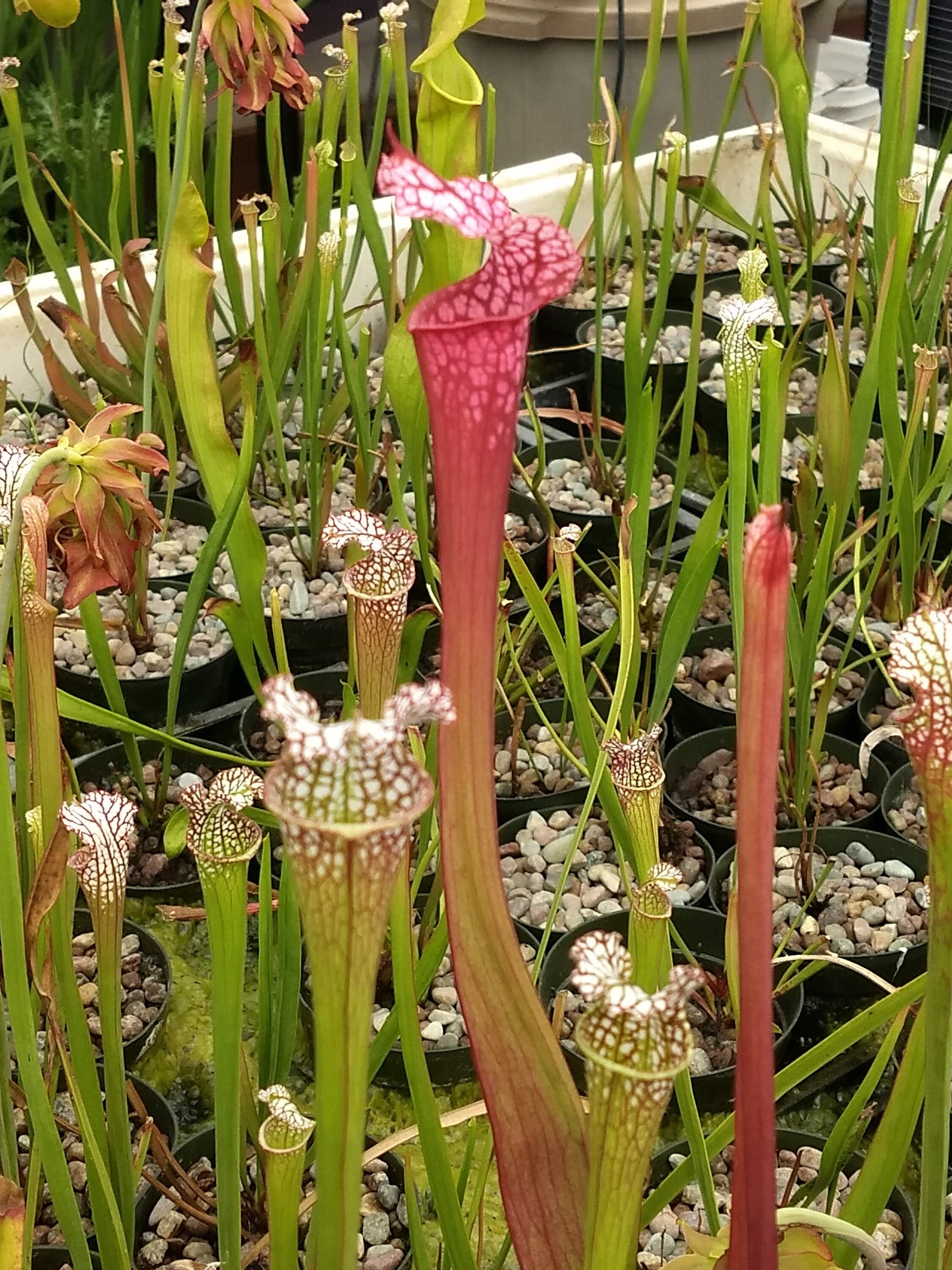 Large Carnivorous Pitcher Plant Tuber Sarracenia Dormant Bare Root ...