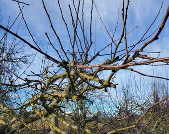 3 Scion Cuttings Mt. Rose Apple Tree for Grafting - Etsy