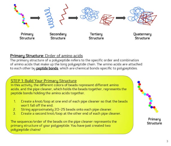 Polypeptide Diagram
