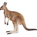 Illustrator for Hire, Custom Wildlife Art Commission, Custom Scientific ...