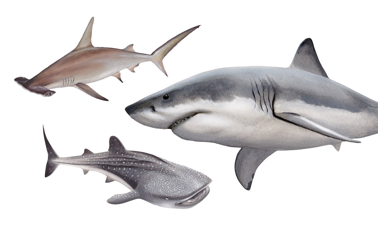 Illustrator for Hire, Custom Wildlife Art Commission, Custom Scientific ...