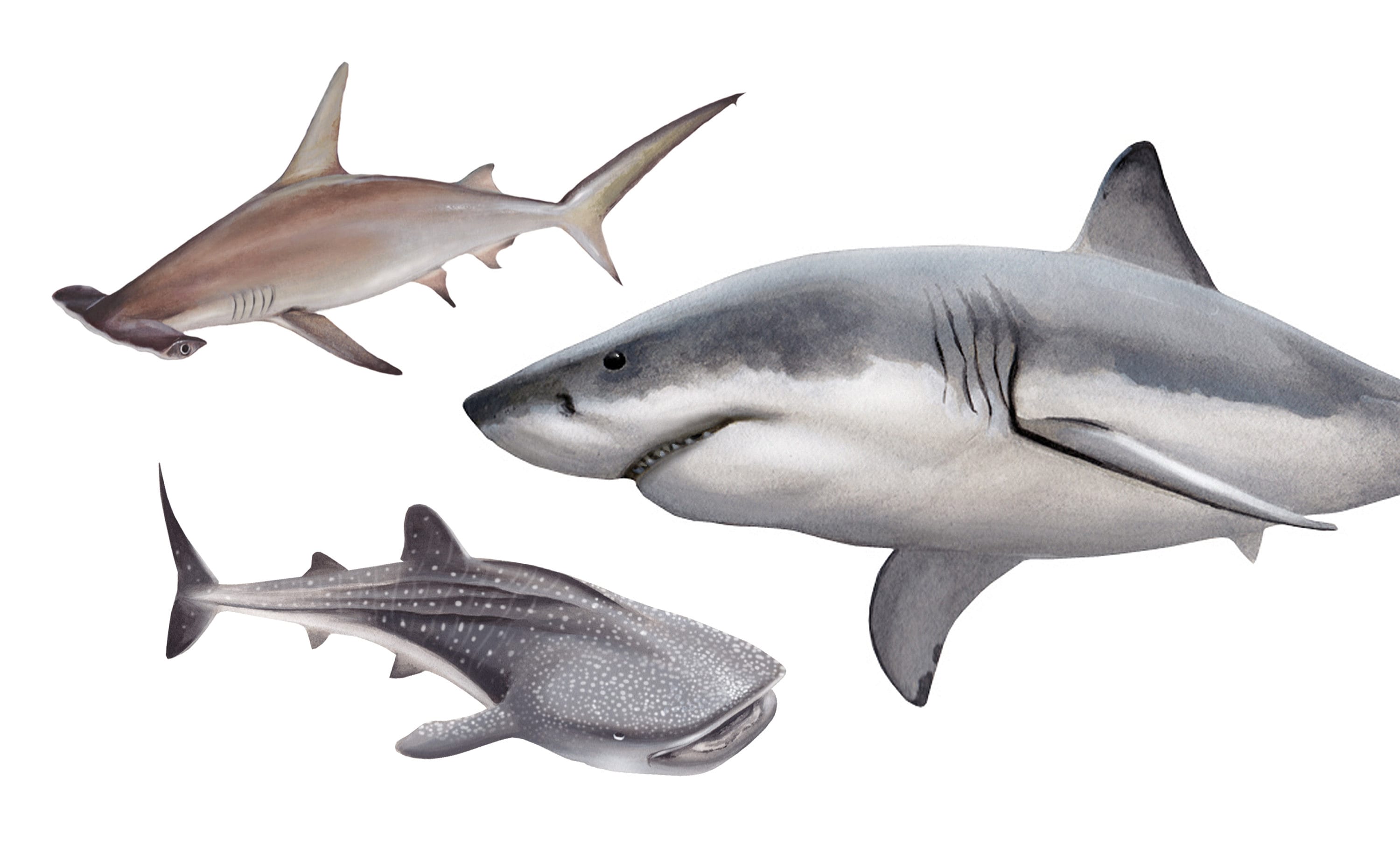 Illustrator for Hire, Custom Wildlife Art Commission, Custom Scientific ...