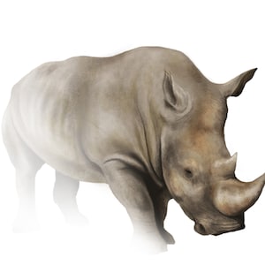 Illustrator for Hire, Custom Wildlife Art Commission, Custom Scientific ...