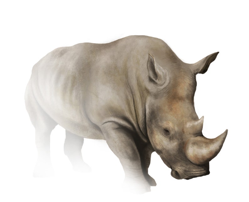 Illustrator for Hire, Custom Wildlife Art Commission, Custom Scientific ...